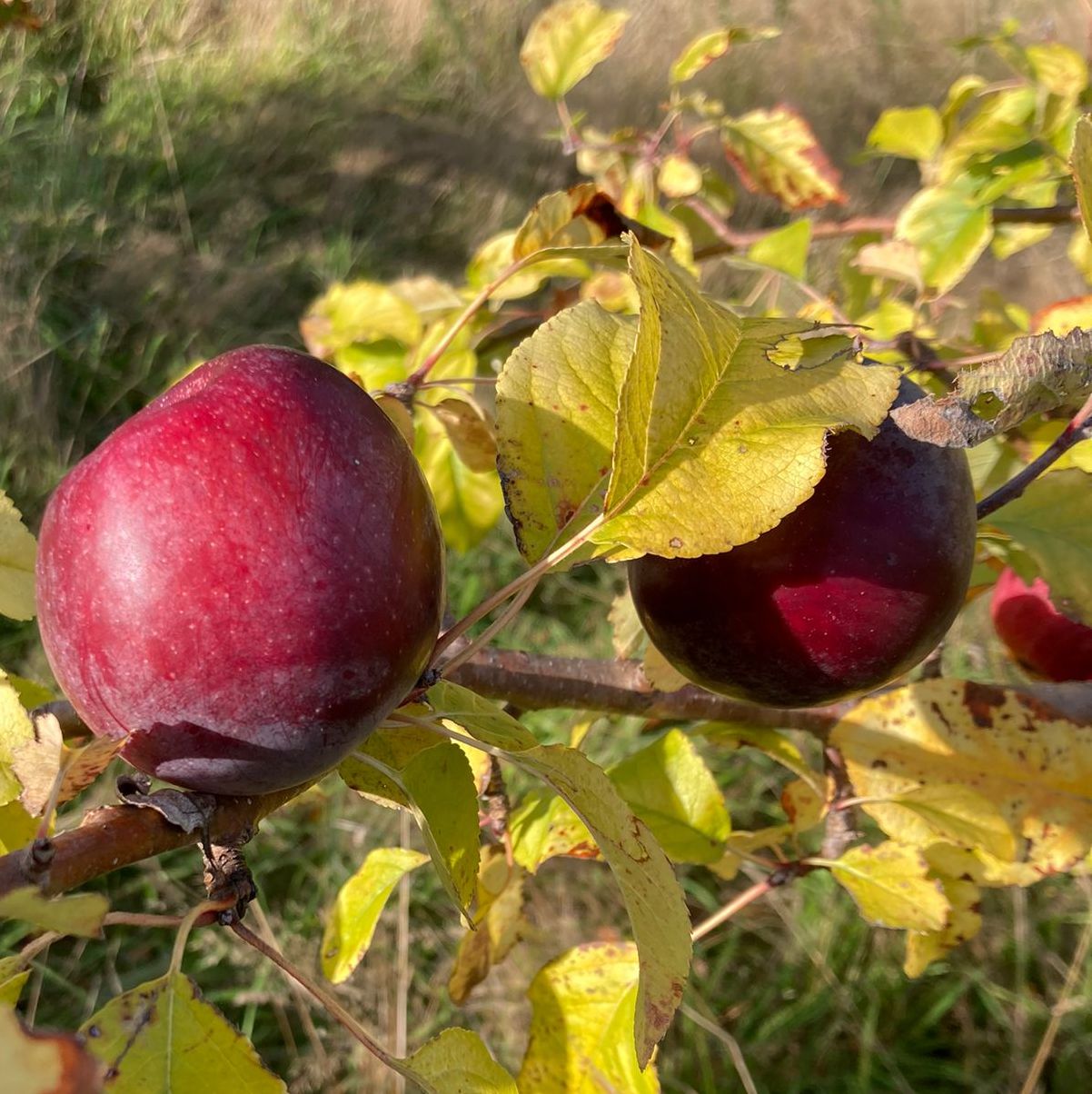 Apples – Liberty – Atamai Heritage Orchard