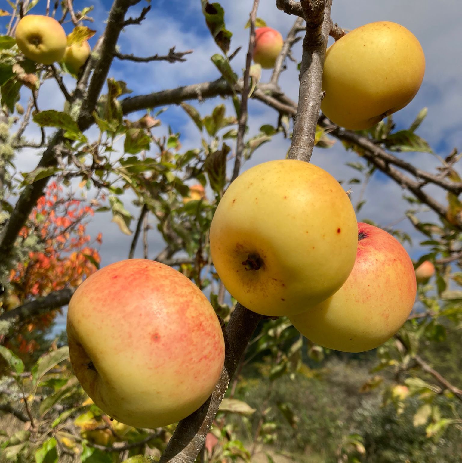 Apples – Freyberg – Atamai Heritage Orchard